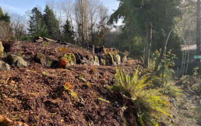 Thornton Creek Alliance | Restoring Seattle and Shoreline's largest watershed